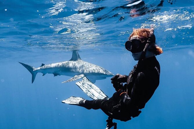 Shark Diving and Snorkeling in Oahu Hawaii - Why This Tour Offers Great Value