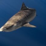 Shark Diving and Snorkeling in Oahu Hawaii - The Experience: Step-by-Step