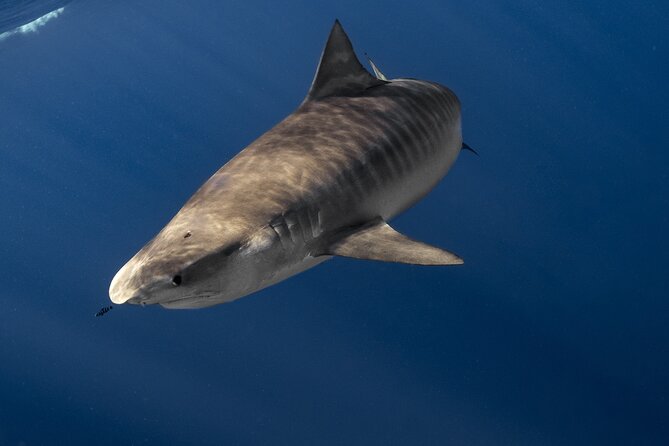 Shark Diving and Snorkeling in Oahu Hawaii - The Experience: Step-by-Step