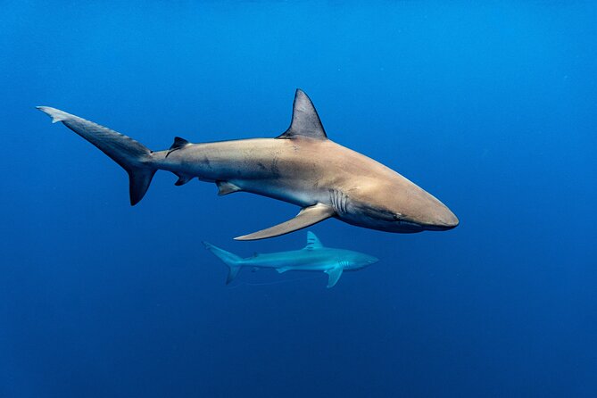 Shark Diving and Snorkeling in Oahu Hawaii - How Safe Is It?