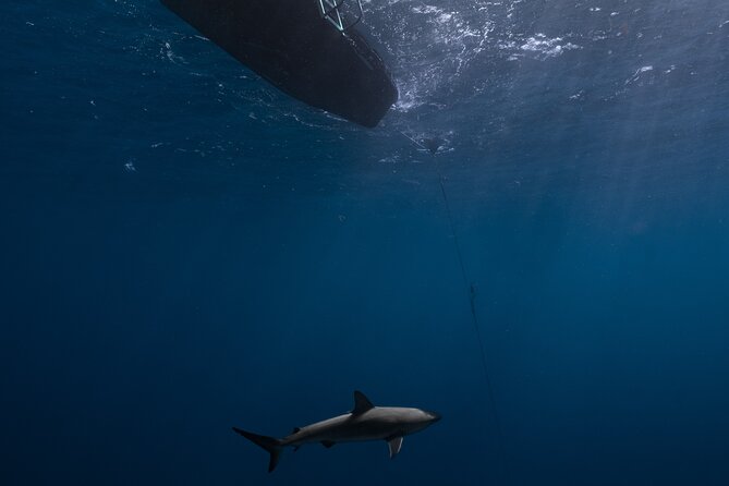 Shark Diving and Snorkeling in Oahu Hawaii - Who Should Consider This Tour?