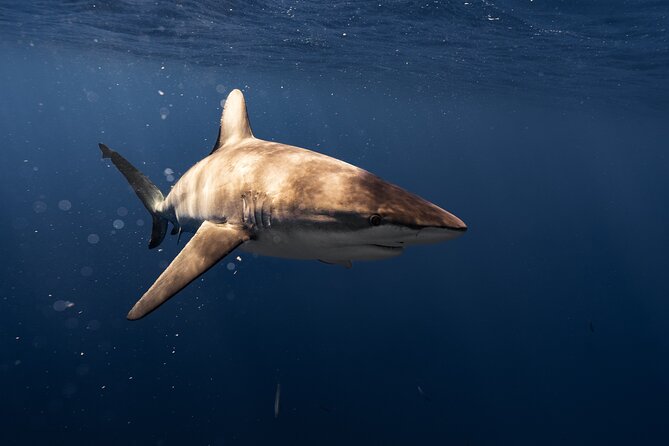 Shark Diving and Snorkeling in Oahu Hawaii - The Sum Up: Is This Experience Worth It?