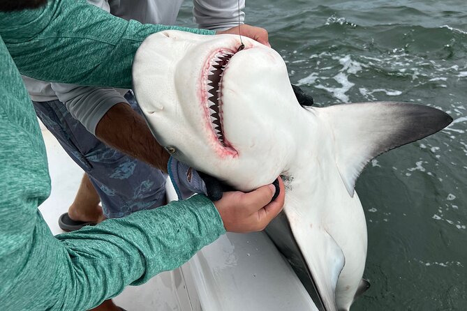 Shark Fishing Tampa Bay - In-Depth Look at the Itinerary