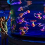 Shark Reef at Mandalay Bay Hotel and Casino - Pricing and Value
