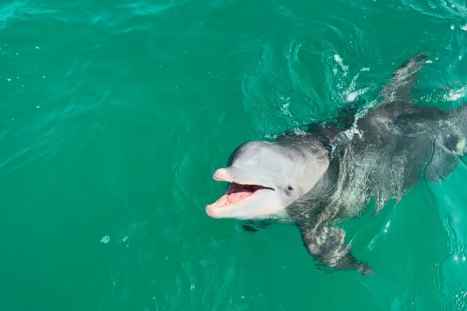 Shell Island Dolphin Sightseeing Boat Tour in Panama City Beach - Key Points