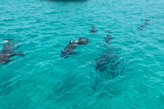 Shell Island Dolphin Sightseeing Boat Tour in Panama City Beach - Breakdown of the Itinerary