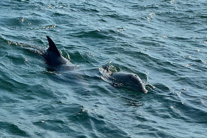 Shell Island Dolphin Sightseeing Boat Tour in Panama City Beach - Authentic Traveler Insights