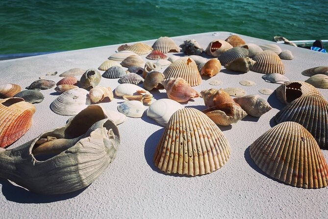 Shell Island Snorkel and Dolphin Catamaran Cruise with Island Time - The Sum Up