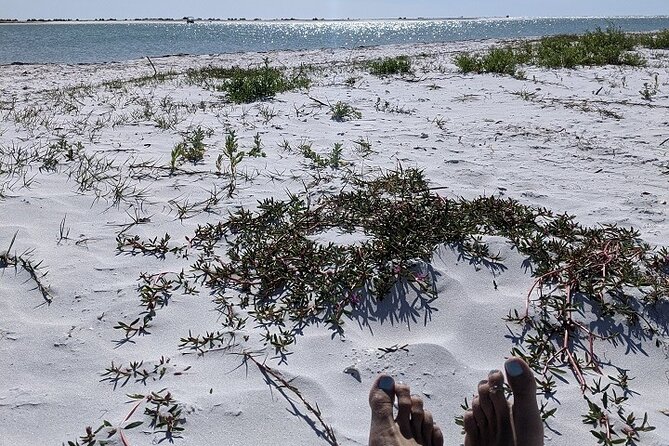 Shell Key Ferry from Ft. DeSoto Boat Ramp in Tierra Verde, FL - Who Should Consider This Tour?