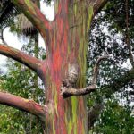 Shore Excursion of Maui - The Experience: What Travelers Are Saying