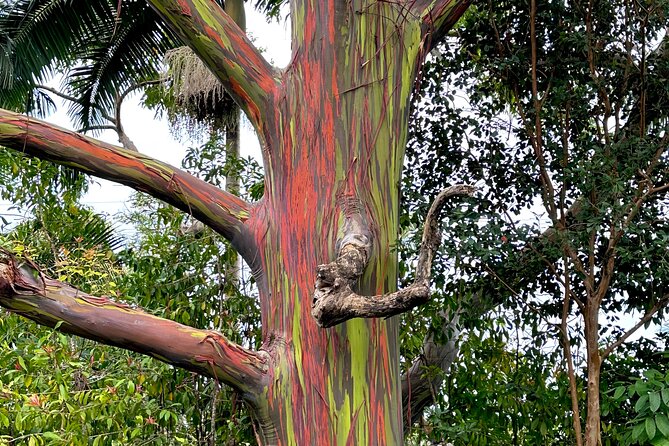 Shore Excursion of Maui - The Experience: What Travelers Are Saying