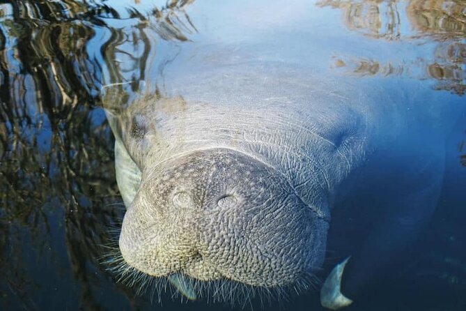 Siesta Key Guided Eco Tour - An In-Depth Look at the Siesta Key Eco Tour