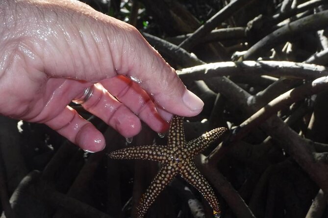 Siesta Key Guided Eco Tour - FAQs