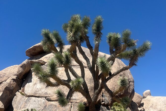 Sightseeing Adventure Tour of Joshua Tree National Park - FAQs