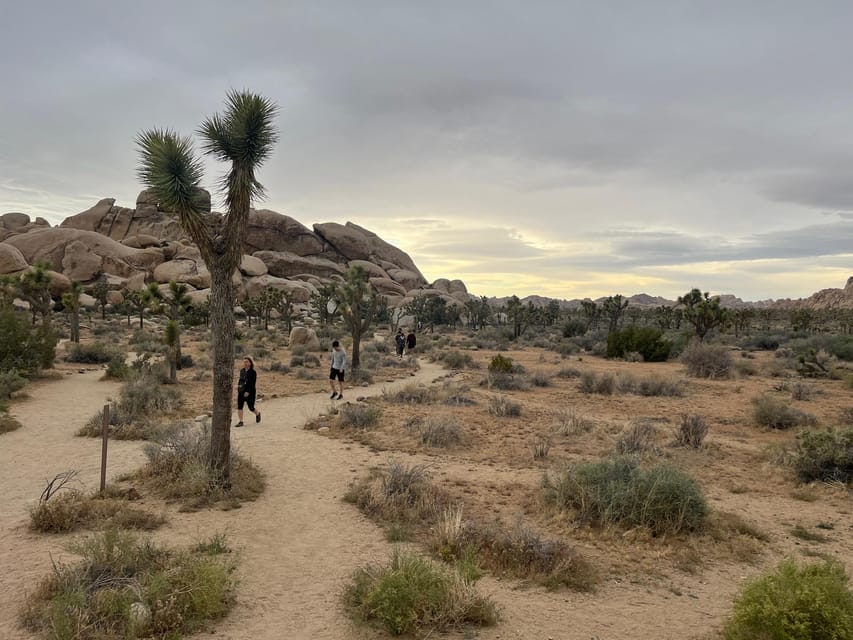 Sightseeing Adventure Tour of Joshua Tree Park (Max 10) - Introduction: Why a Private Tour of Joshua Tree Matters