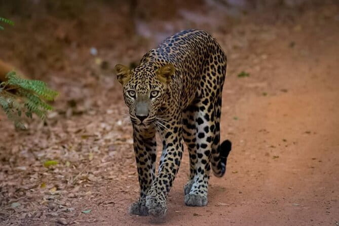 Sigiriya Lion Rock & Dambulla Cave Temple Day Tour From Colombo - Final Thoughts