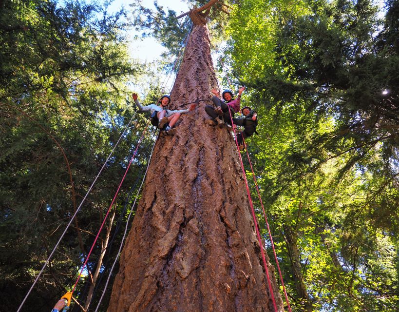 Silver Falls State Park: Tree Climbing Sunset Tour - Key Points