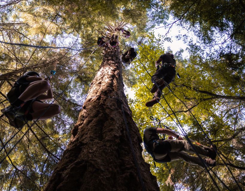 Silver Falls State Park: Tree Climbing Sunset Tour - An Adventurous Climb in Silver Falls State Park