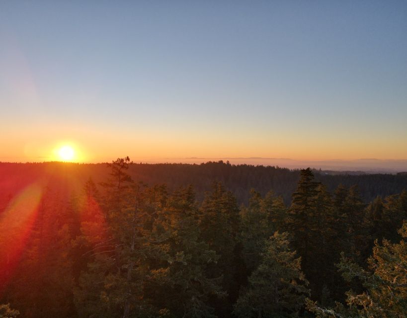 Silver Falls State Park: Tree Climbing Sunset Tour - What the Tour Involves: From Ground to Canopy