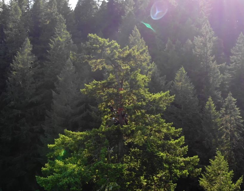 Silver Falls State Park: Tree Climbing Sunset Tour - Who Should Consider This Tour?
