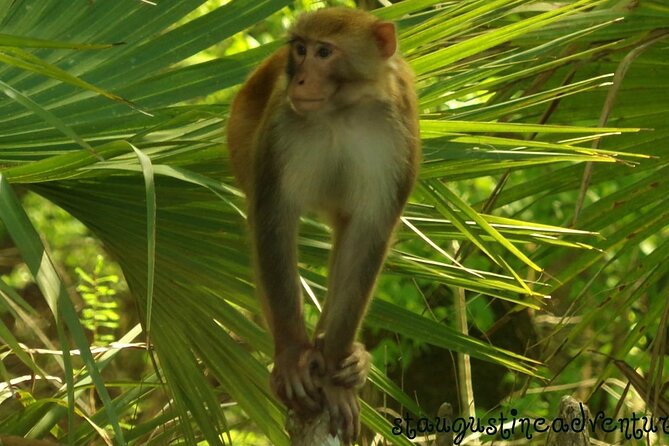 Silver Springs Clear Kayak Manatee & Monkey Adventures - Route and Wildlife Encounters
