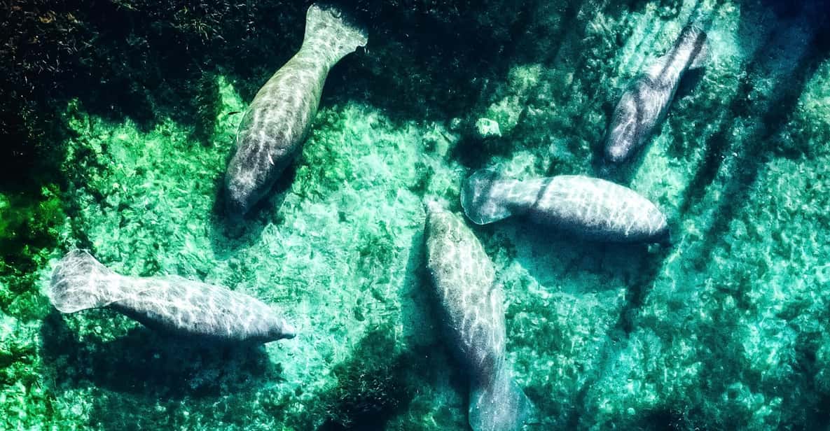 Silver Springs: Clear Kayak Manatee Season Tour - An In-Depth Look at the Silver Springs Kayak Tour