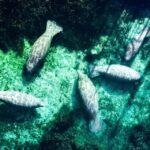 Silver Springs: Clear Kayak Manatee Season Tour - Who Should Consider This Tour?