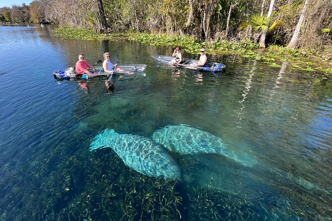 Silver Springs: Clear Kayak Wildlife Adventure - An Authentic Encounter with Nature