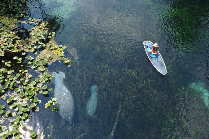 Silver Springs: Clear Kayak Wildlife Adventure - The Sum Up: Who Should Consider This Tour?