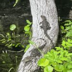 Silver Springs: Guided Clear Kayak or Paddleboard Gator Tour - In-Depth Breakdown of the Itinerary