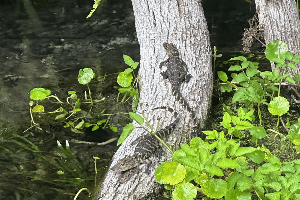 Silver Springs: Guided Clear Kayak or Paddleboard Gator Tour - In-Depth Breakdown of the Itinerary