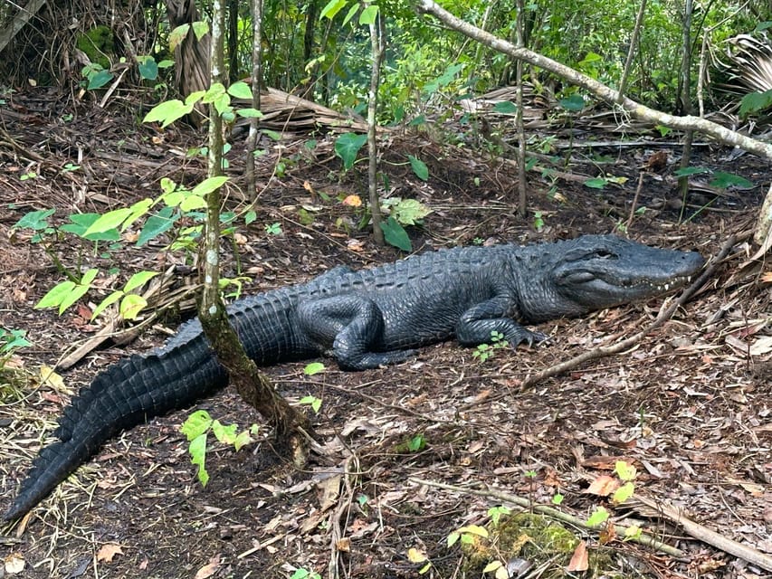 Silver Springs: Guided Clear Kayak or Paddleboard Gator Tour - Who Will Love This Tour?