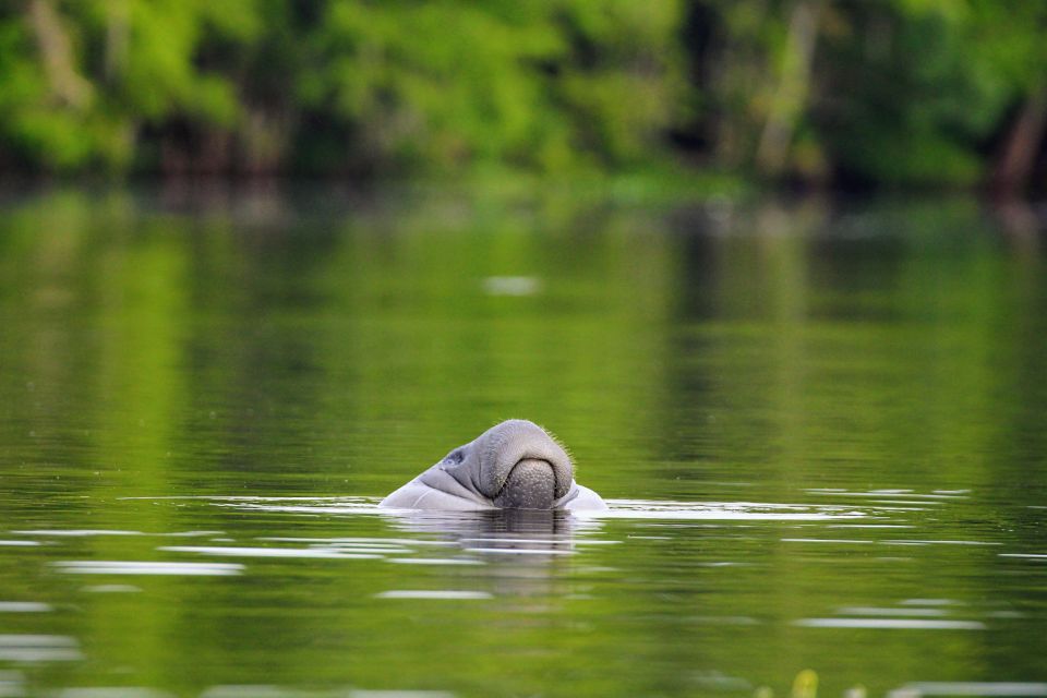Silver Springs Manatee Kayaking Tour - Silver Springs Manatee Kayaking Tour: A Genuine Adventure in Florida’s Nature