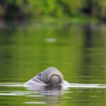 Silver Springs Manatee Kayaking Tour - An In-Depth Look at the Silver Springs Kayaking Experience