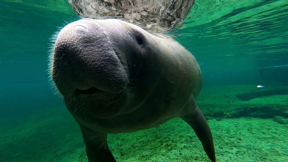 Silver Springs Manatee Kayaking Tour - Who Will Enjoy This Tour?