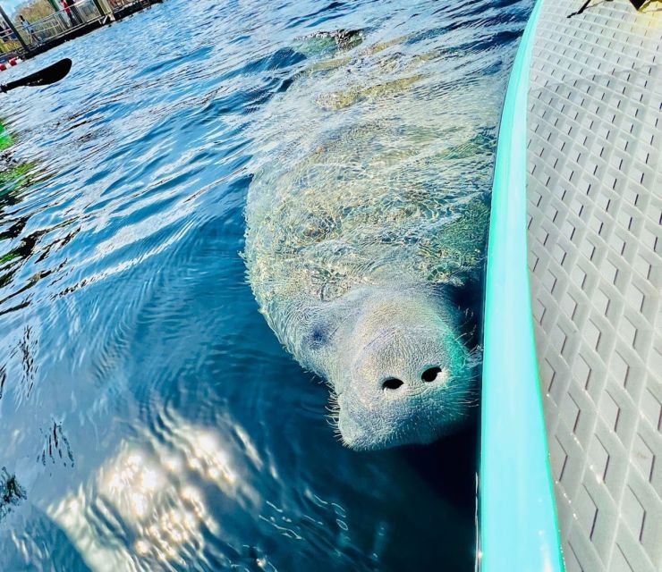 Silver Springs: Manatees and Monkeys Clear Kayak Guided Tour - Exploring Silver Springs: Manatees and Monkeys Clear Kayak Guided Tour – An Honest Breakdown
