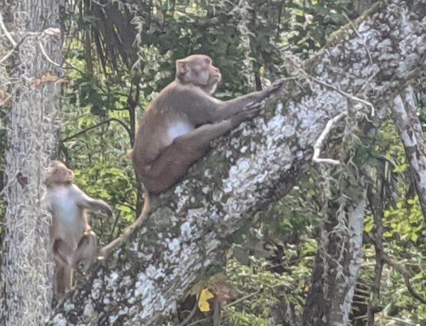 Silver Springs: Manatees and Monkeys Clear Kayak Guided Tour - Final Thoughts