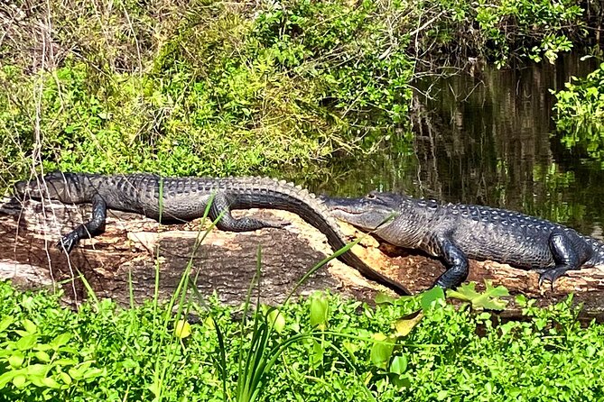 Silver Springs Premium Florida Wildlife Experience! - Introduction: What Makes This Tour Stand Out?