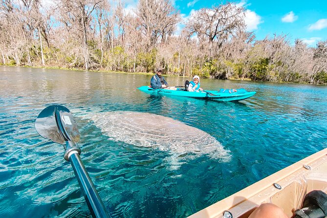 Silver Springs Wildlife Tour - Glass Bottom Kayaks - Is It Worth the Price?