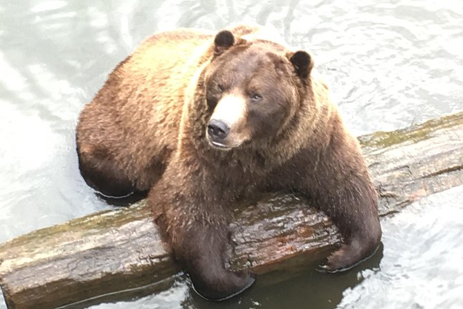 Simply Amazing Sitka Tour: Fortress of the Bear, Alaska Raptor, & Totems - What Reviewers Are Saying