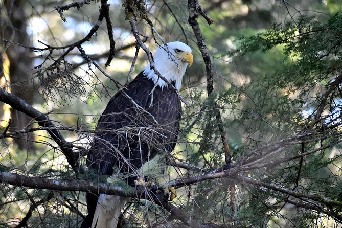 Simply Amazing Sitka Tour: Fortress of the Bear, Alaska Raptor, & Totems - The Sum Up