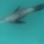 Single Kayak Rental in Mission Bay - What to Expect During Your Kayaking Adventure
