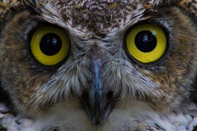 Sitka Premium Tour- Private- Alaska Raptor Center, Fortress of the Bears,Totems - Exploring Sitka’s Top Sights in Comfort and Style