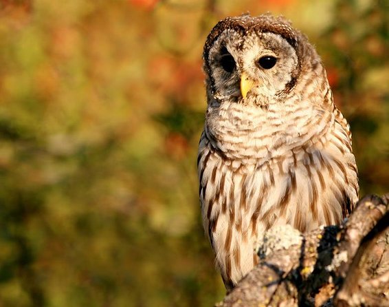 Sitka Premium Tour- Private- Alaska Raptor Center, Fortress of the Bears,Totems - Practical Details and What They Mean for You