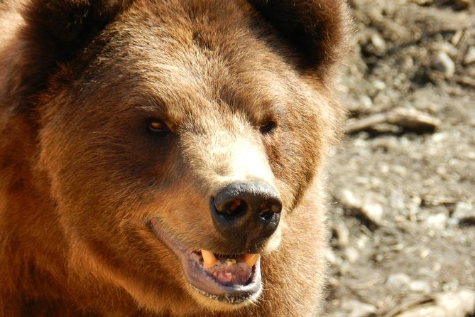 Sitka Premium Tour- Private- Alaska Raptor Center, Fortress of the Bears,Totems - Reviews and Real-Life Insights