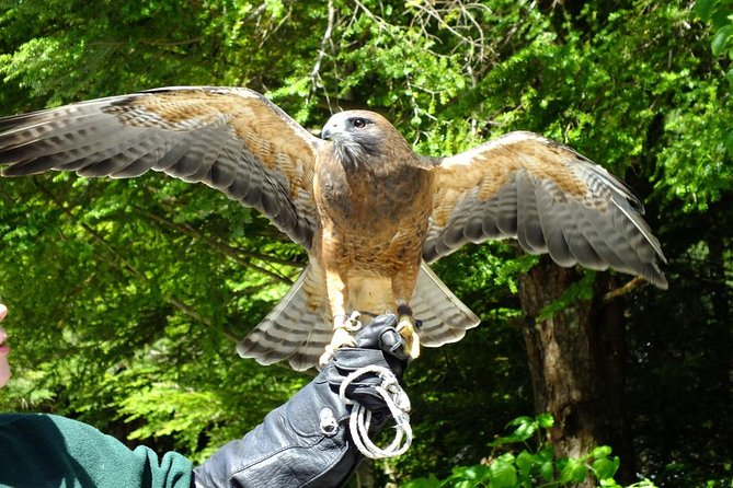 Sitka Premium Tour- Private- Alaska Raptor Center, Fortress of the Bears,Totems - The Sum Up