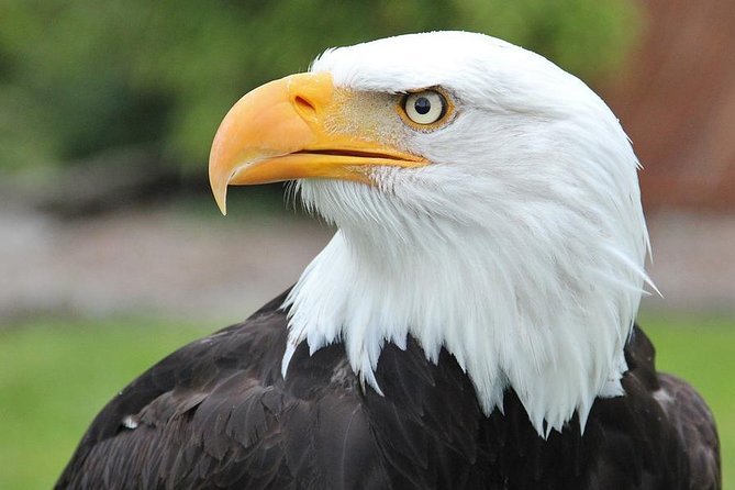 Sitka Premium Tour- Private- Alaska Raptor Center, Fortress of the Bears,Totems - FAQ