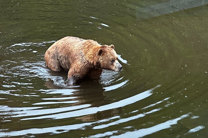 Sitka Private Adventure 4x4 Truck Tour & Lunch w/2 admissions - The Practicalities: What You Need to Know