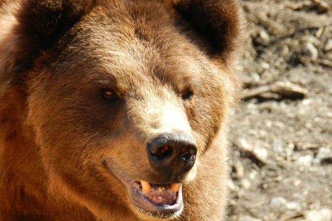 Sitka Scenic Tour - Why Travelers Love This Tour
