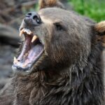 Sitka Scenic Tour - Who Is This Tour For?